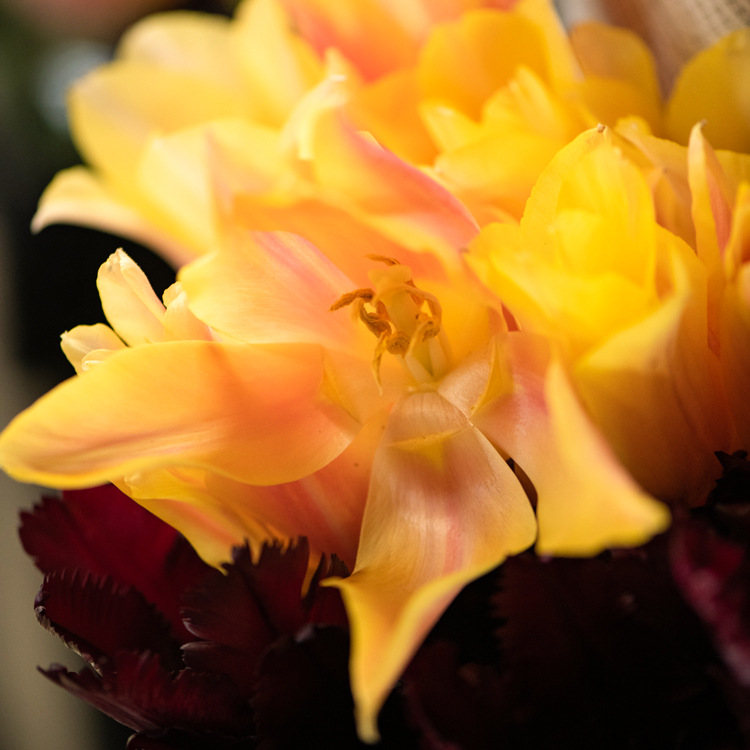 アナベルの花を楽しむ！アメリカ生まれの白いあじさい