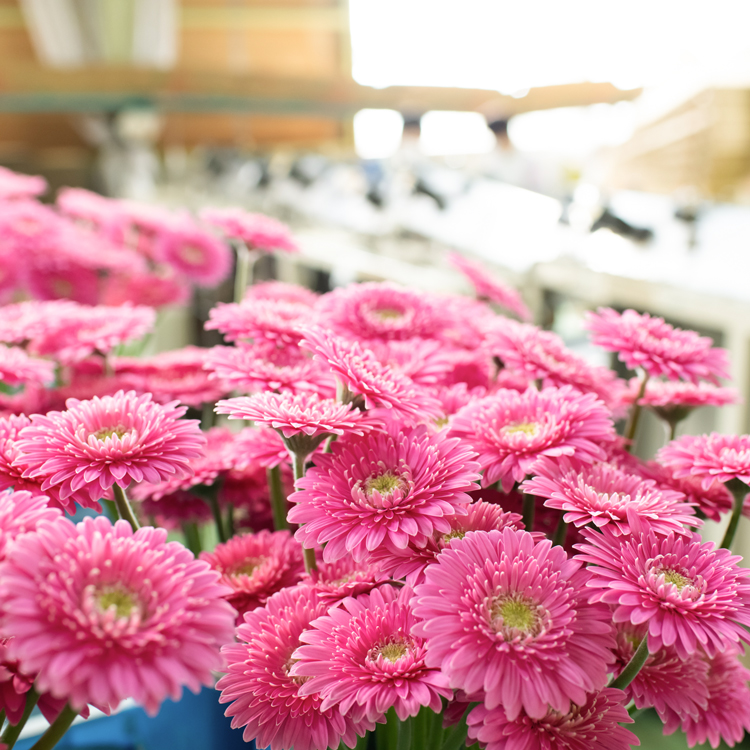 花百花 ‐hanahyakka‐